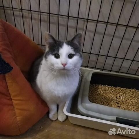 Веселая беспроблемная кошечка Кара ищет дом