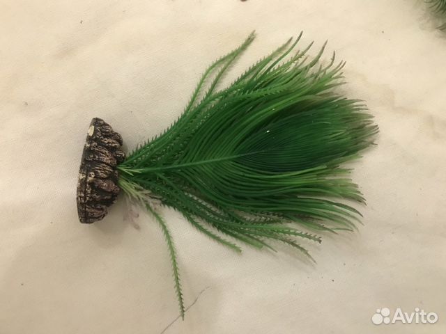 Аквариумные рыбки и аксессуары