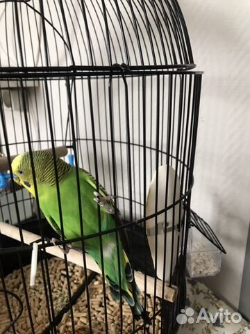 Попугай волнистый, 2 года с клеткой