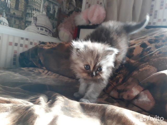Персидский вислоухий котенок