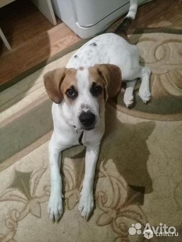 Каспер ищет дом