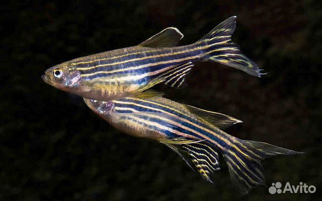 Данио-рерио