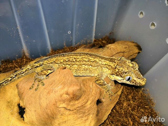 Ушастый Бананоед