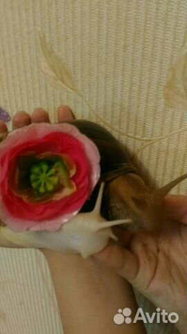 Улитки фулики