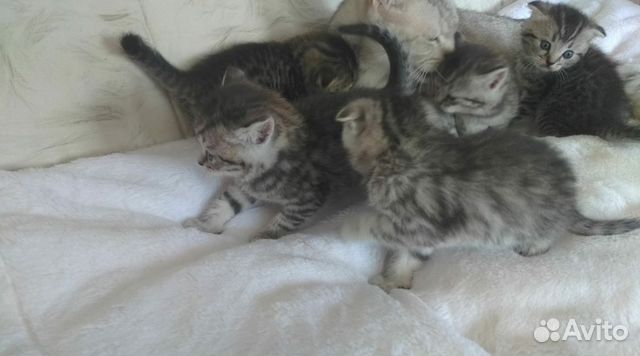 Котята шотландские