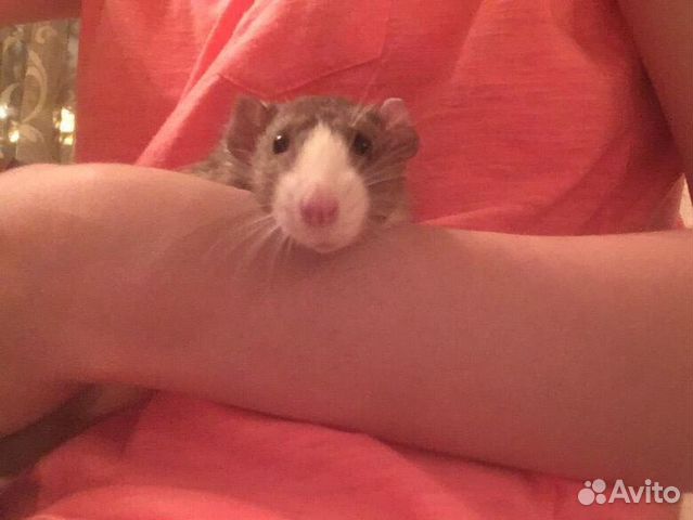 Крысята-дамбо