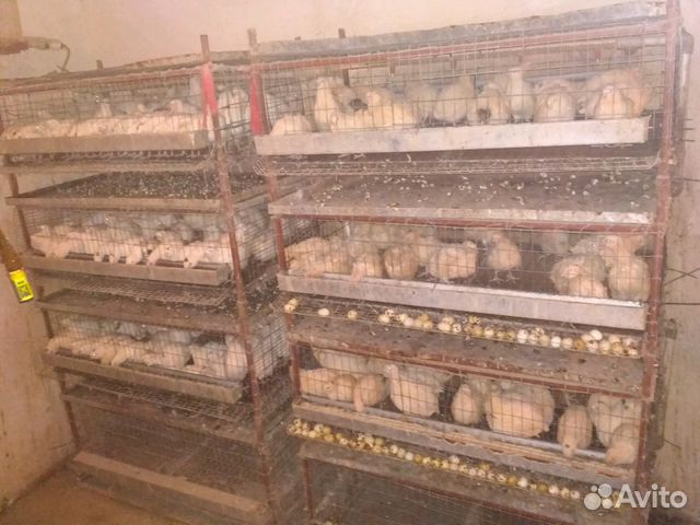 Перепела техасский белый суточные 25р