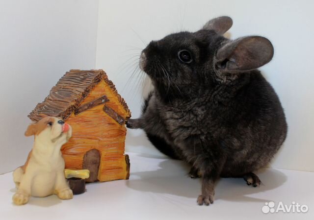 Шиншилла девочка Экстра дарк (темный)