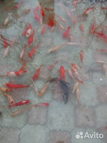 Золотые рыбки (караси)