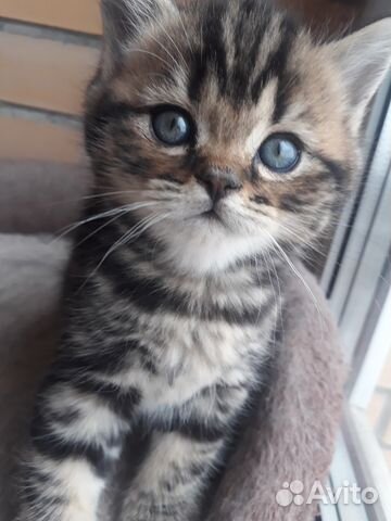 Шотландские мальчишки вискас и тигруля