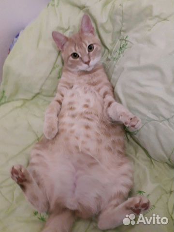 Отдам В добрые руки котика