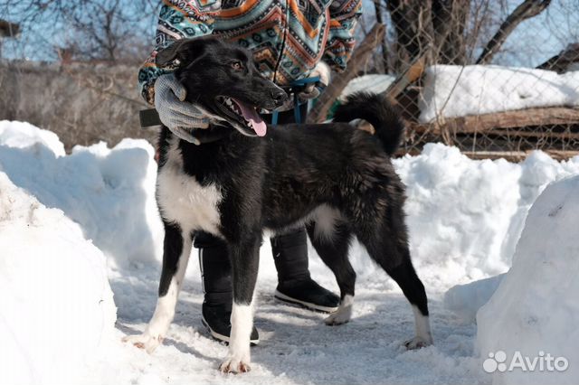 В добрые ручки