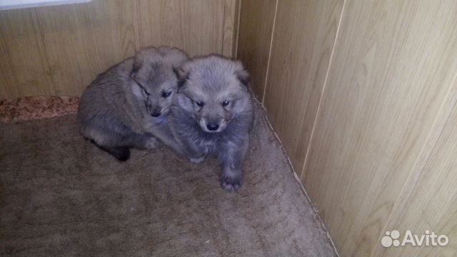 Отдам в хорошие руки