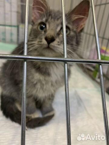 Котёнок Малинка