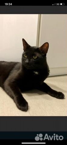 Отдам кота в добрые руки