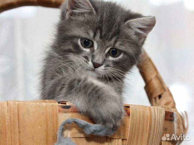 Лапочка котик-малыш для души