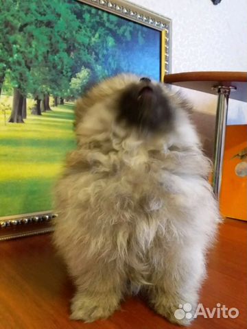 Мишка толстолапый