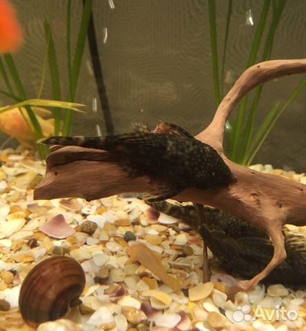 Анциструс, сомик прилипала