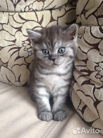 Милые шотландцы