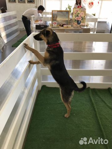 Щенулька красотулька