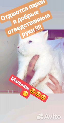 Кролик