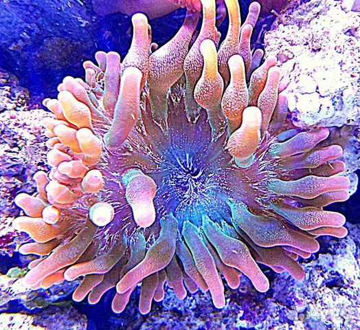 Мягкие Кораллы Актинии Морской аквариум