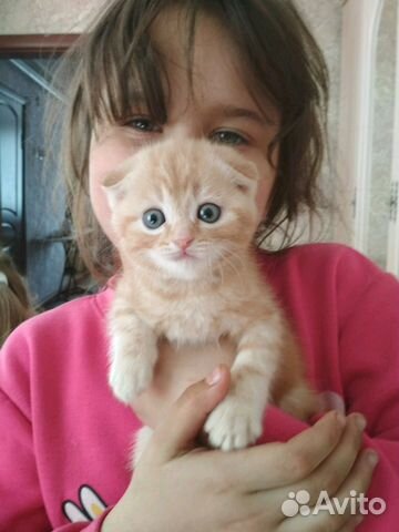 Котята шатланцы вислоухие разный окрас