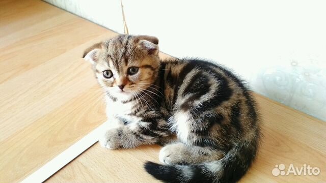 Шикарная породистая кошечка