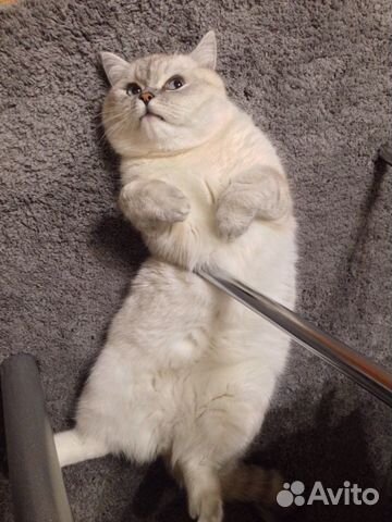 Кот на вязку