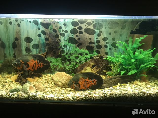 Аквариум 200 л