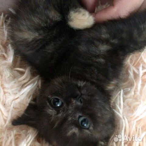 Котята