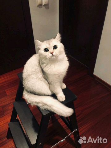 Продам котёнка