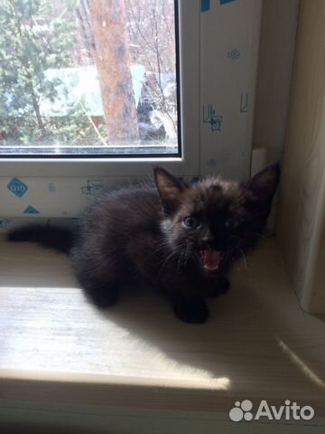Чёрный котенок