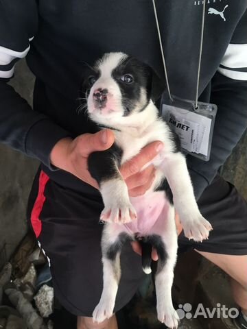 Щеночки в добрые руки