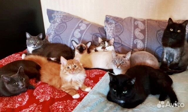 Кошка, кот, кошки, коты, котята с передержки