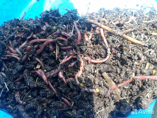 Коконы навозного червя