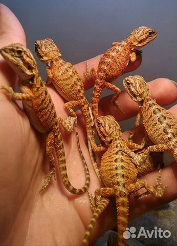 Бородатая агама