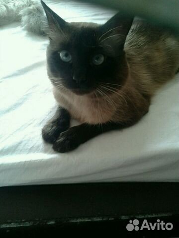 Тайские котята