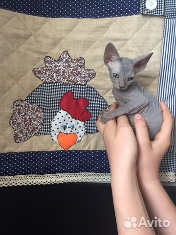 Голубая леди