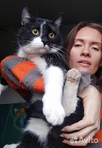 Пианист Кеша - оч добрый котик, кастрир, приют