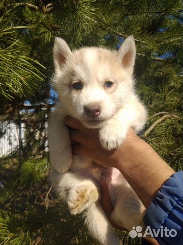 Красивый щенок хаски 2 мес