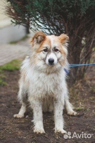 Миниатюрная скромная Бэлла в добрые руки