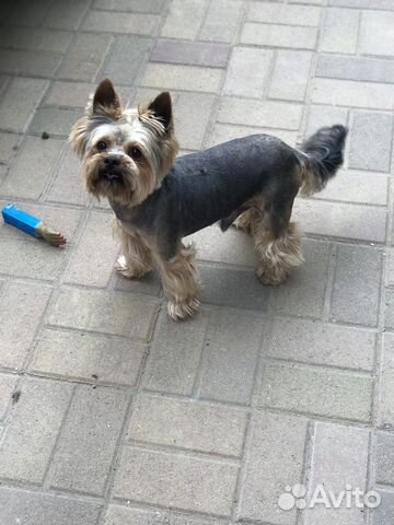 Йоркширский терьер мальчик ищет невесту