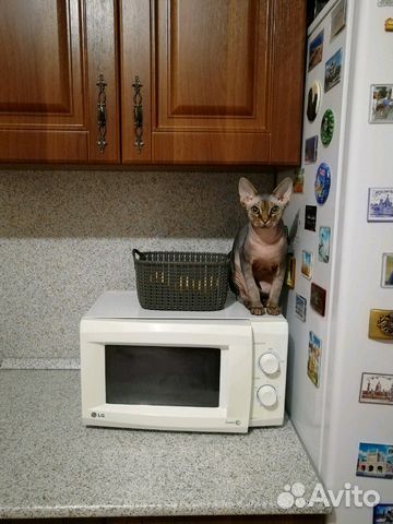 Канадский сфинкс для вязки