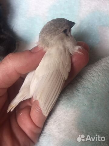 Амадины Австралийский воробей