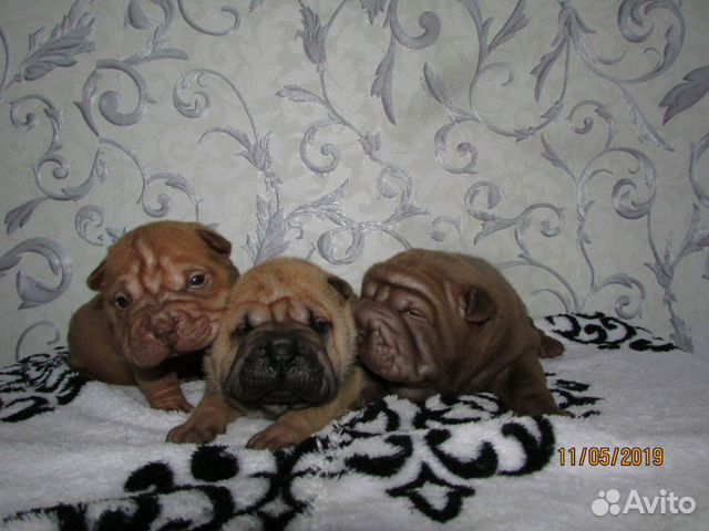 Щенки шарпея