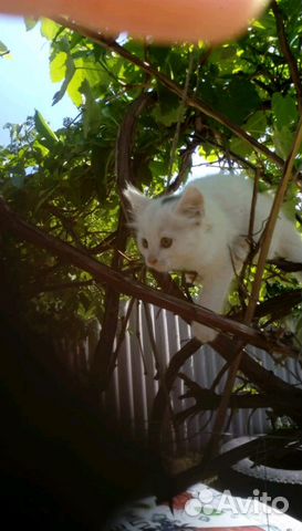 Сибирские котята