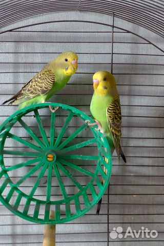 Волнистые попугаи. Молодежь