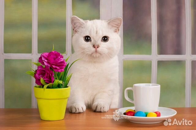 Голубоглазая шиншиллка