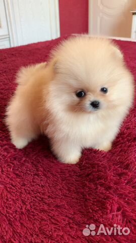 Шпиц пом - девочка Каролина